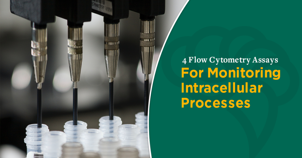4 Flow Cytometry Assays For Monitoring Intracellular Processes