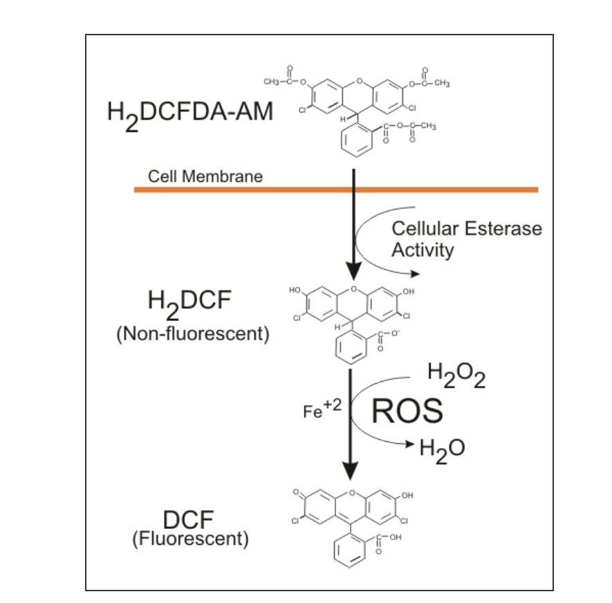 Picking The Right Functional Imaging Probe - ExpertCytometry
